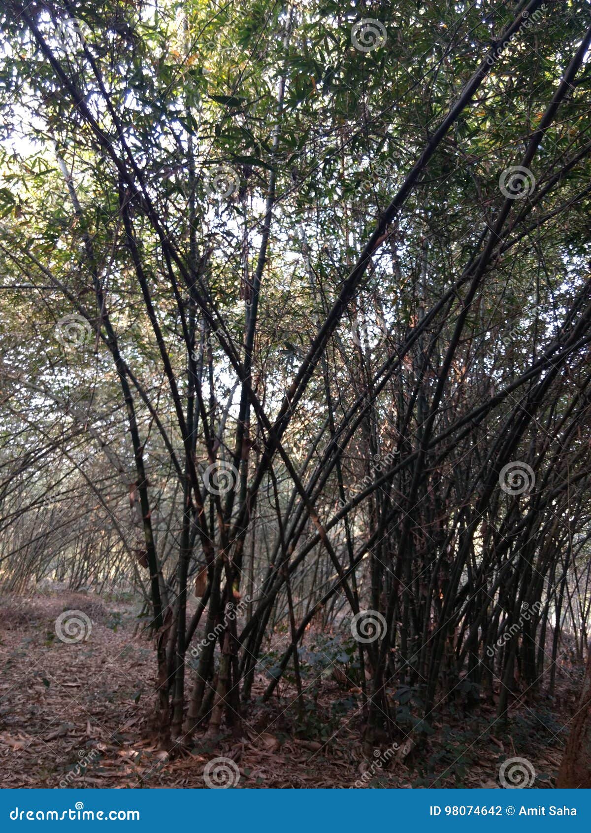 Fall Foliage at Bamboo Forest. Stock Photo - Image of foliage, forest ...