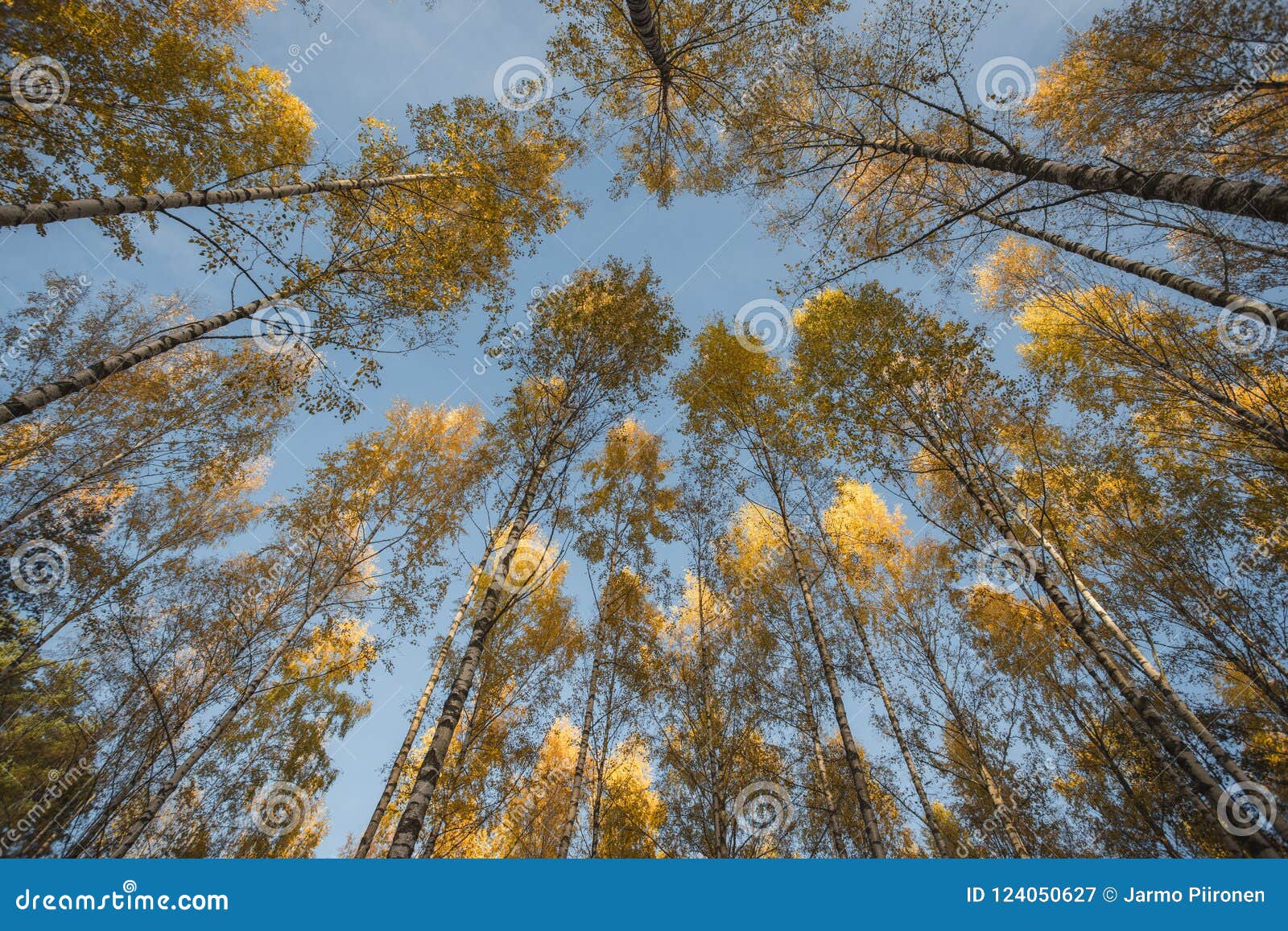 Fall Foliage of Birch Trees Stock Image - Image of color, forest: 124050627