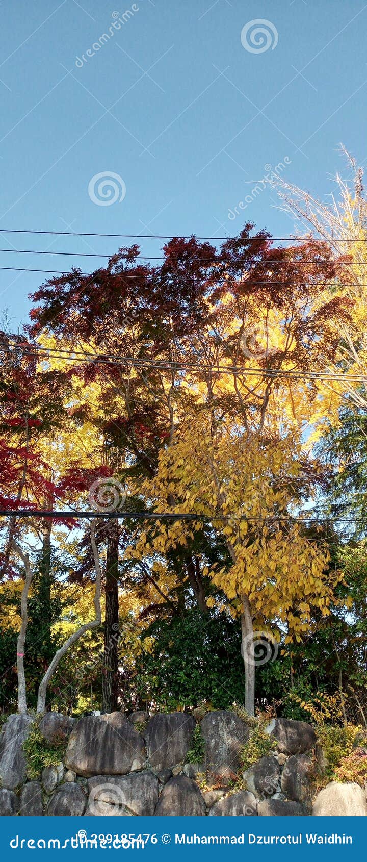 Fall Foliage Branches Dressed in Gold Stock Photo - Image of tree ...
