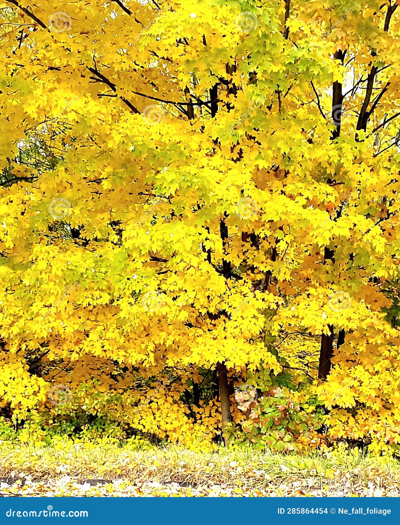 Fall Foliage Brilliant Colors New England Stock Photo - Image of ...