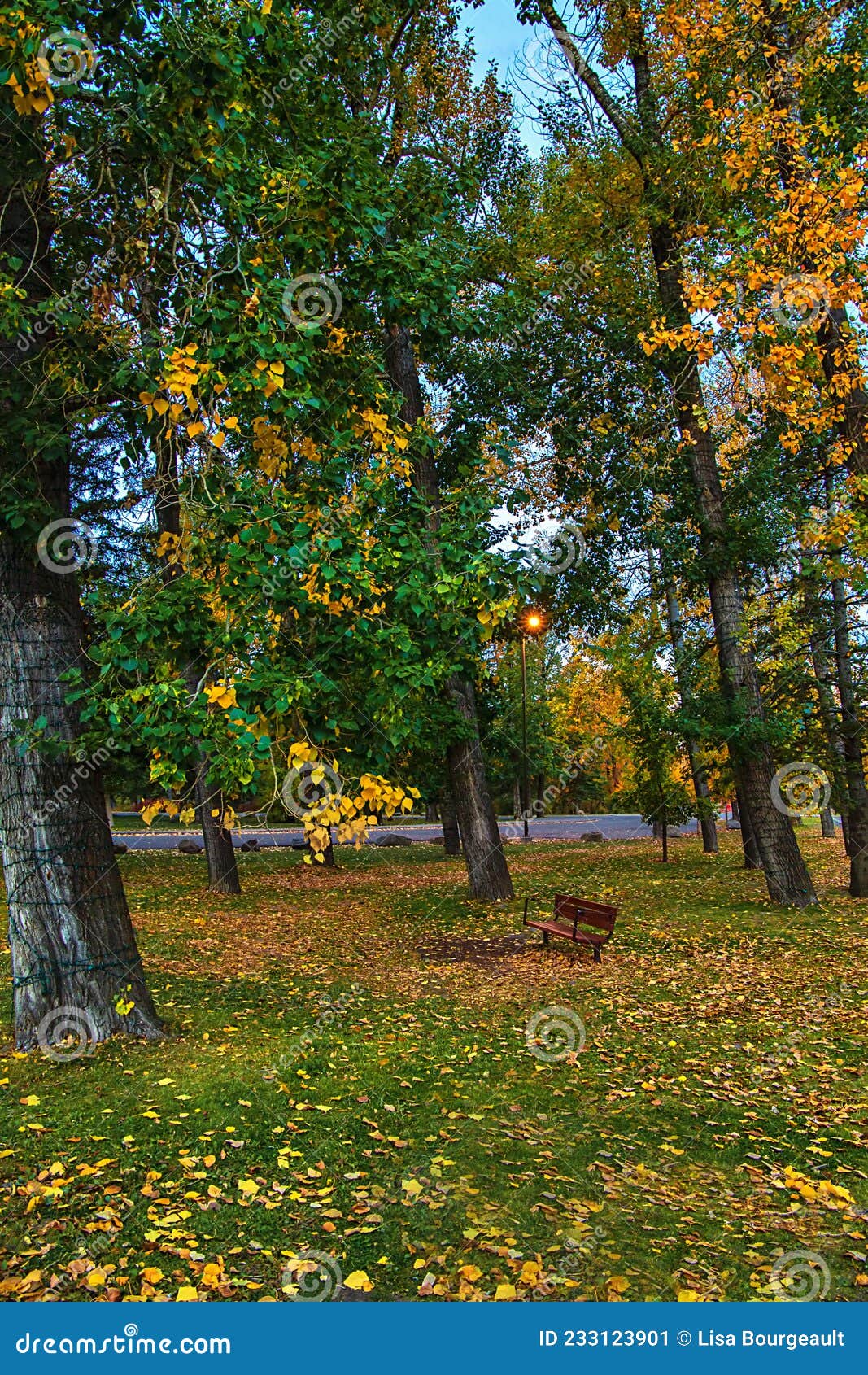 Fall Foliage in a Calgary Park Stock Image - Image of leaf, environment ...