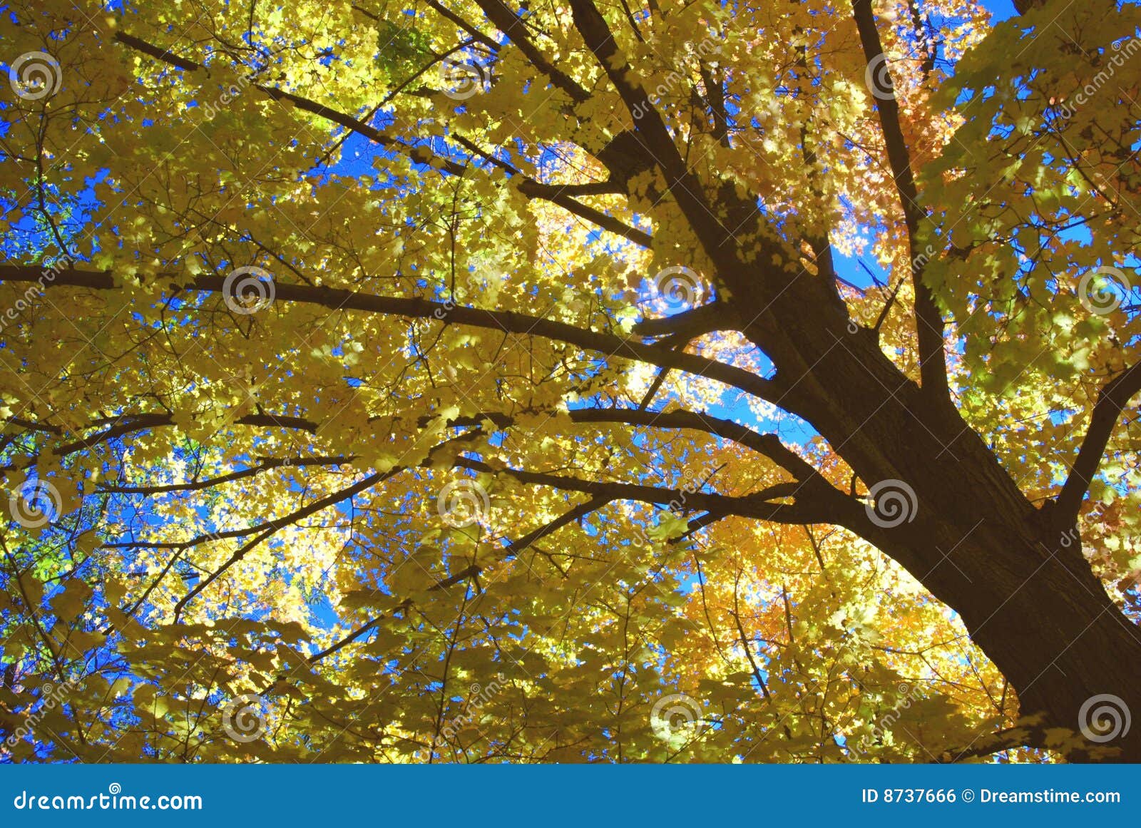 Fall Foliage Canopy stock photo. Image of forest, bark - 8737666