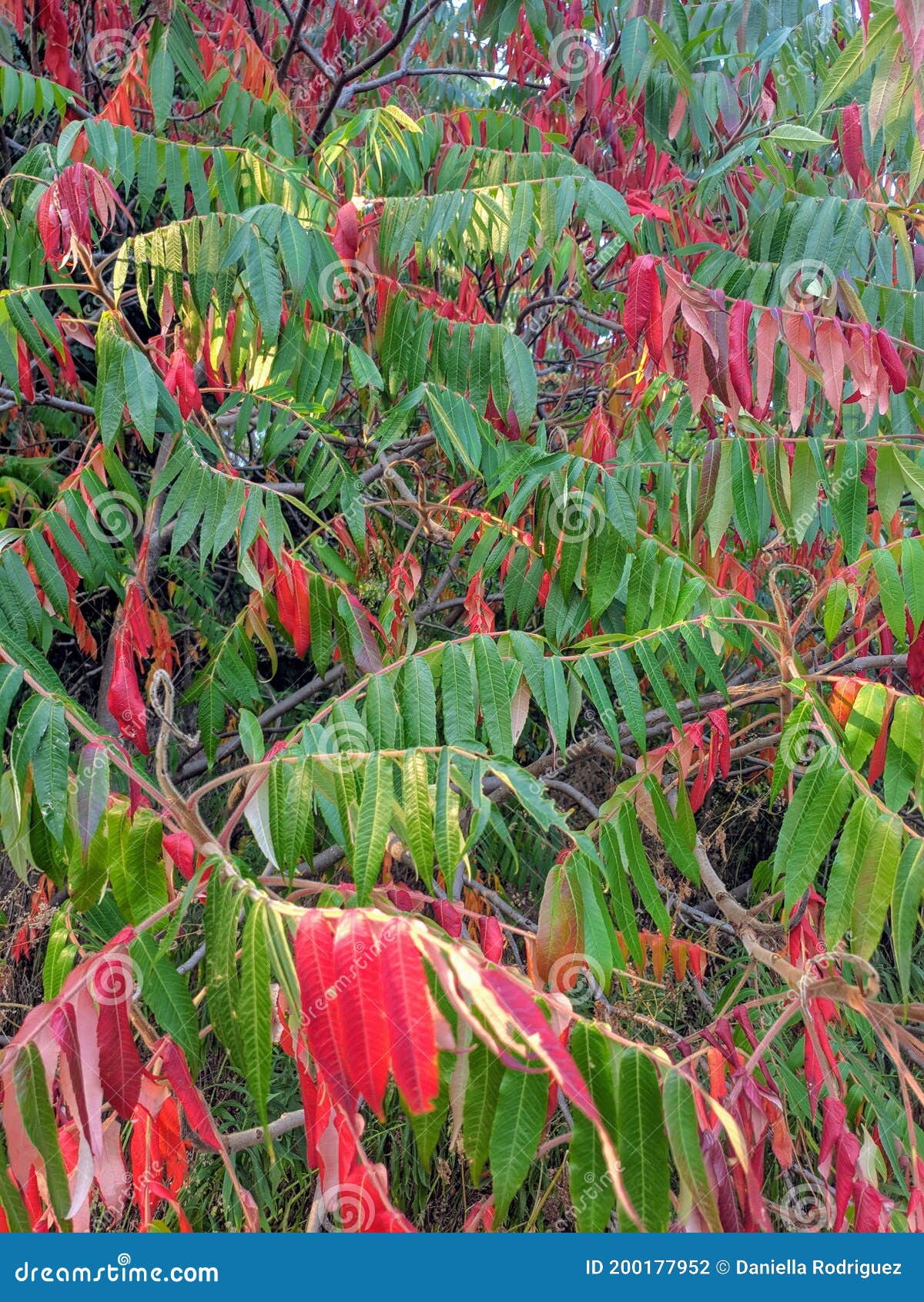 Fall Foliage Color Transition in Bush Stock Photo - Image of green ...