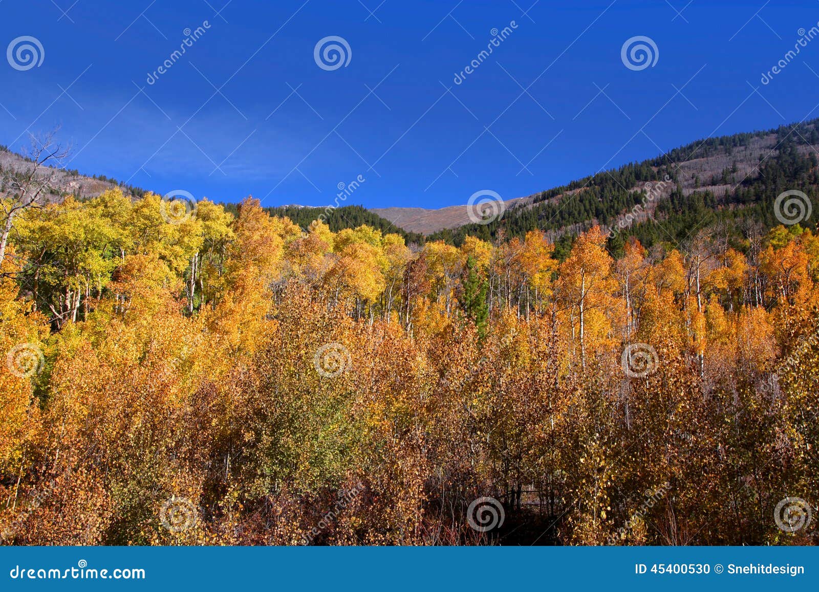 Fall foliage in Colorado stock photo. Image of nature - 45400530