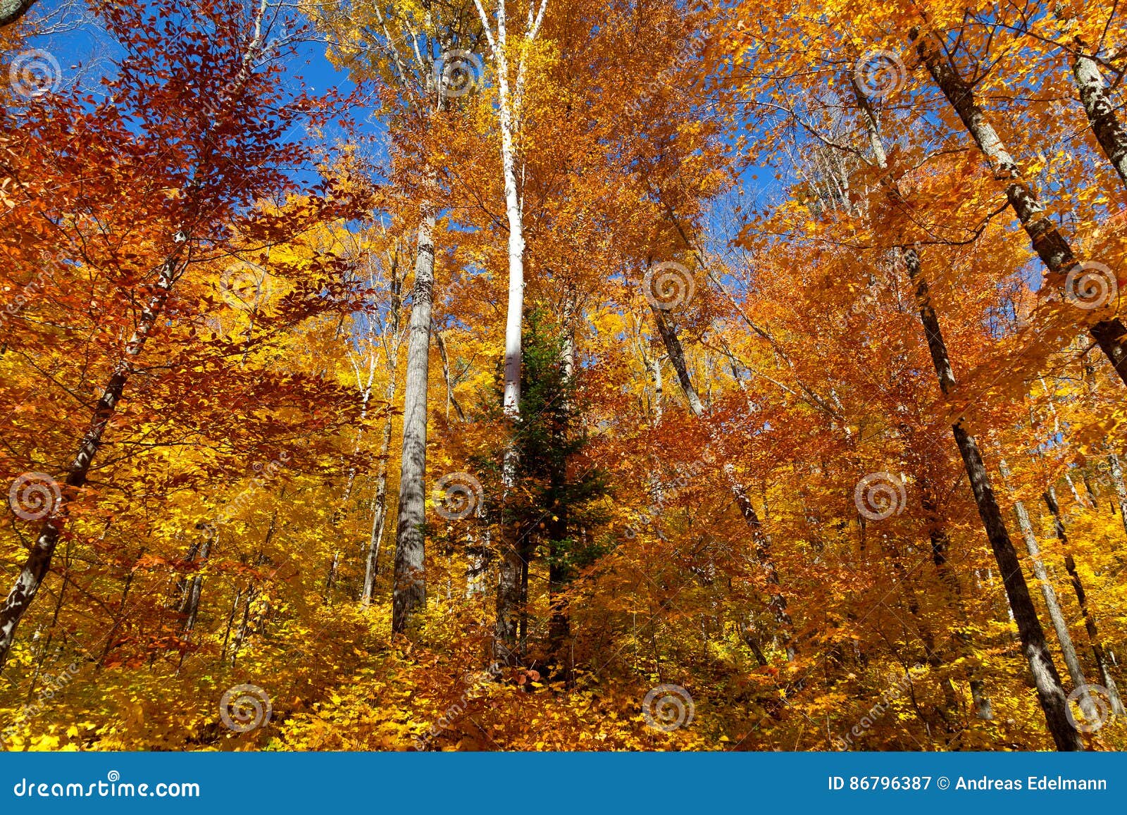 Fall foliage stock image. Image of rains, fall, sheet - 86796387