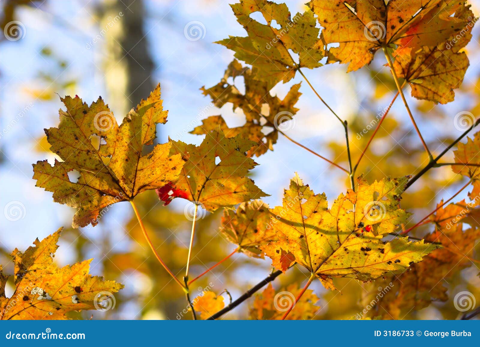 Fall foliage colors stock image. Image of nature, green - 3186733