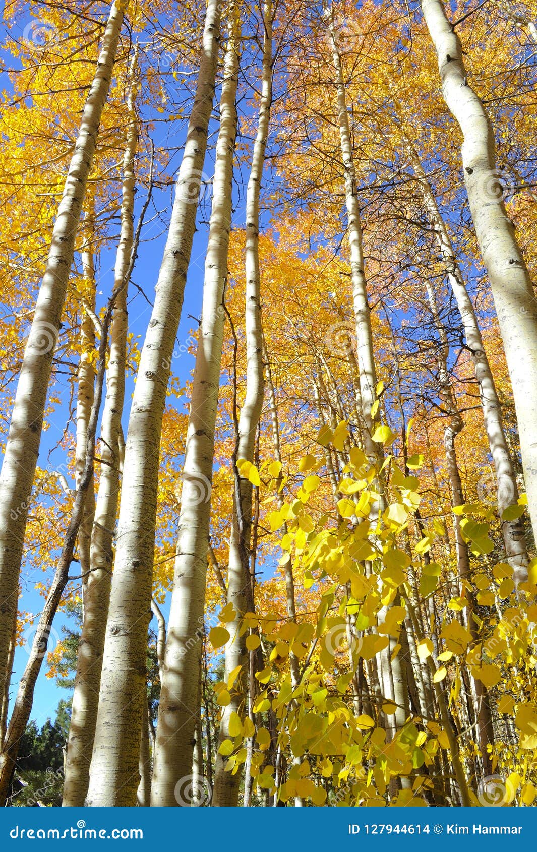 Birch Trees in Fall As Seen from Below. Stock Photo - Image of mother ...