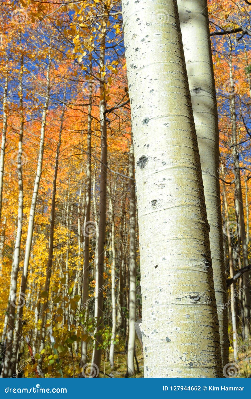 Birch Trees in Firey Fall Colors. Stock Photo - Image of colour, bark ...