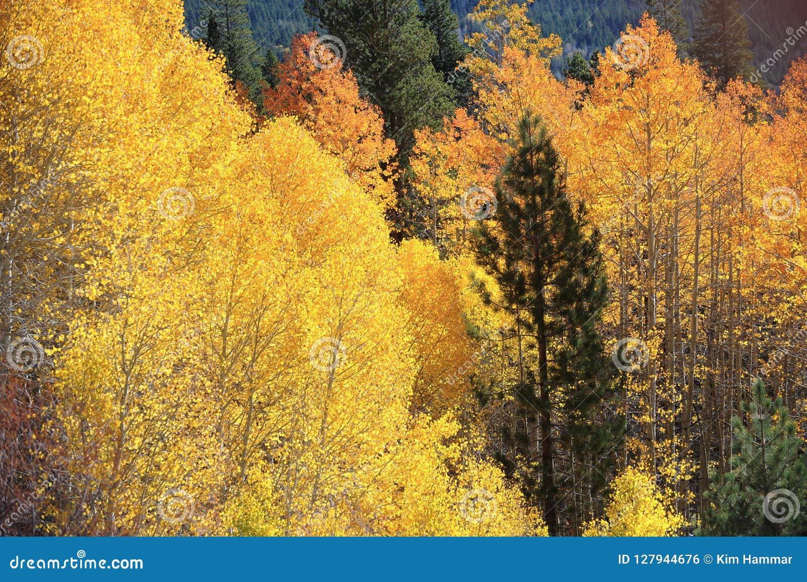 Fall Foliage Colors Mark the Shift in Seasons. Stock Photo - Image of ...