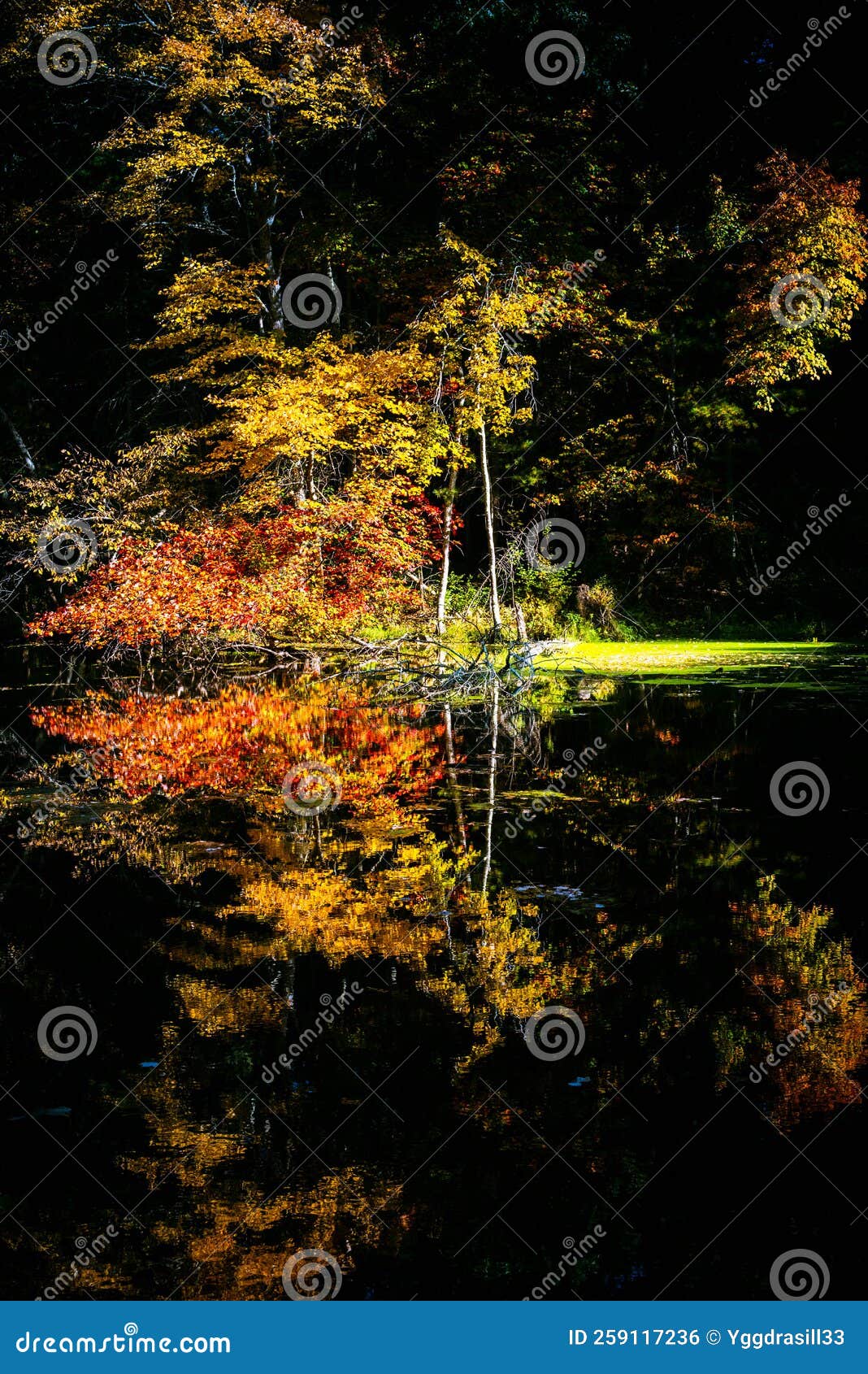 Fall Foliage Colors Reflection on a Black Pond Stock Photo - Image of ...