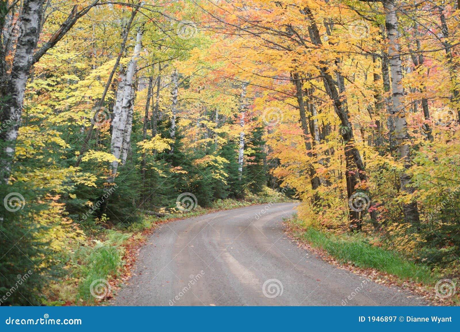 Fall Foliage on Country Road Stock Image - Image of colorful, maple ...