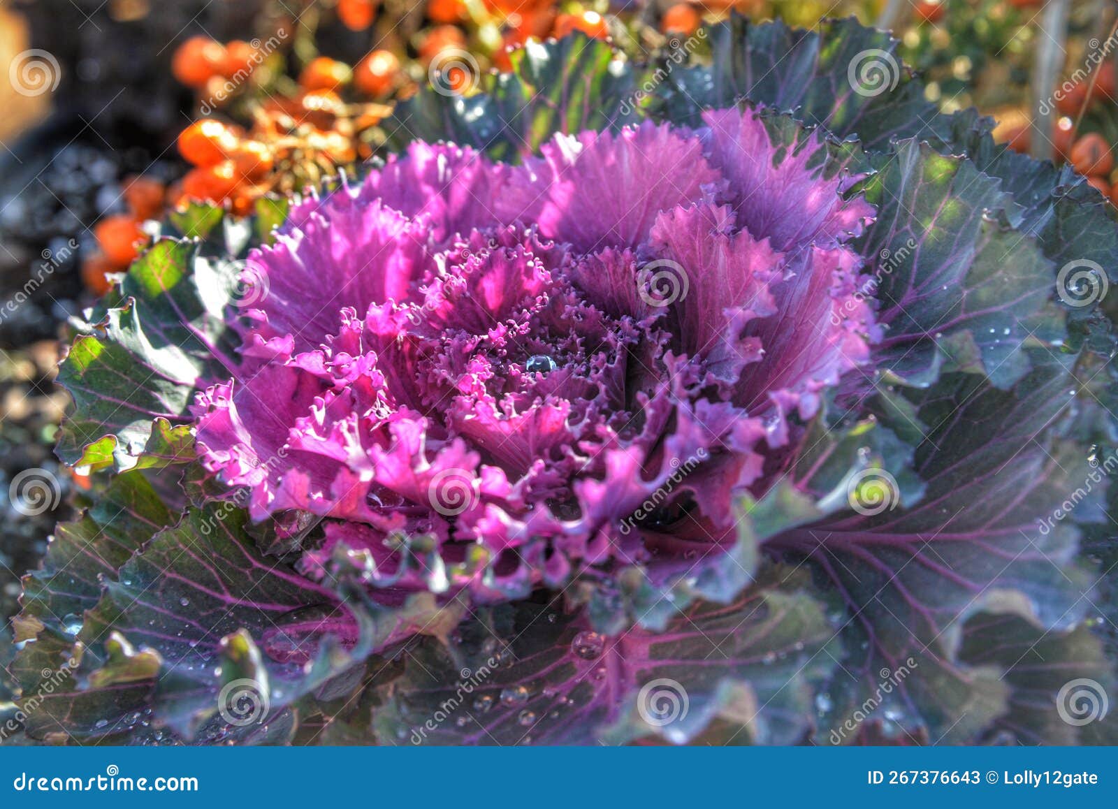 Fall Foliage Covered with Dew Drops. Stock Image - Image of cabbage ...