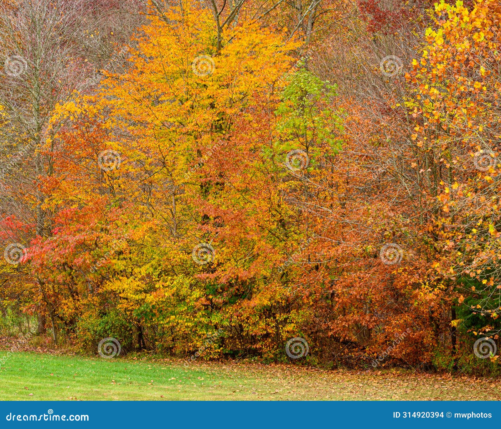 Fall Foliage of Deciduous Trees Stock Photo - Image of foliage, leaves ...