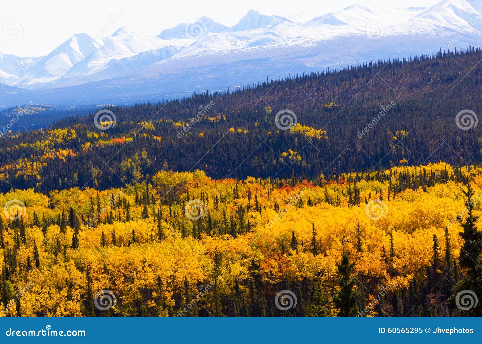 554 Denali Fall Color Stock Photos - Free & Royalty-Free Stock Photos ...