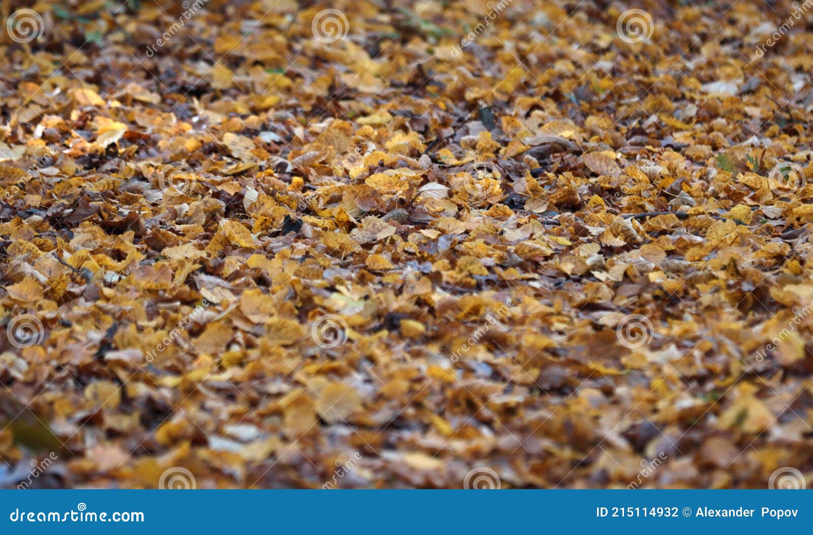 Fall Foliage Falling To the Ground Stock Photo - Image of park, autumn ...