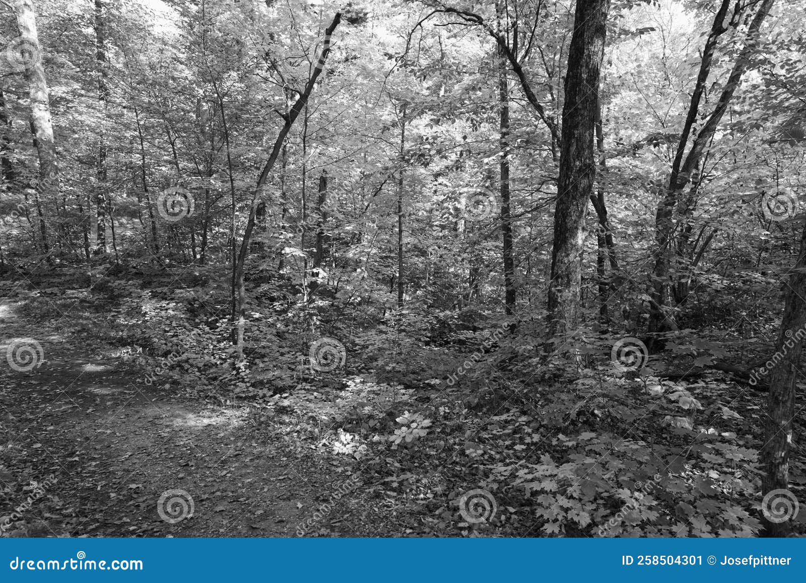 Fall foliage in a forest stock image. Image of green - 258504301