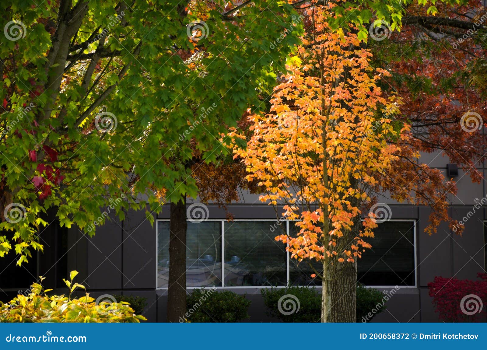 Fall Foliage Framing Windows of an Office Building in Redmond Stock ...