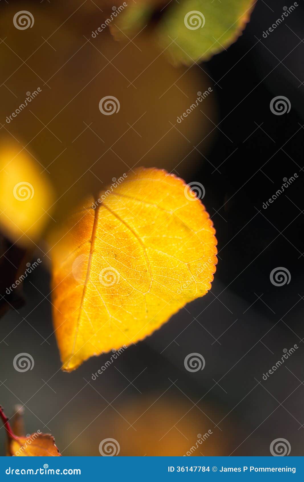 Fall Foliage Golden Leaf stock photo. Image of fall, leaves - 36147784