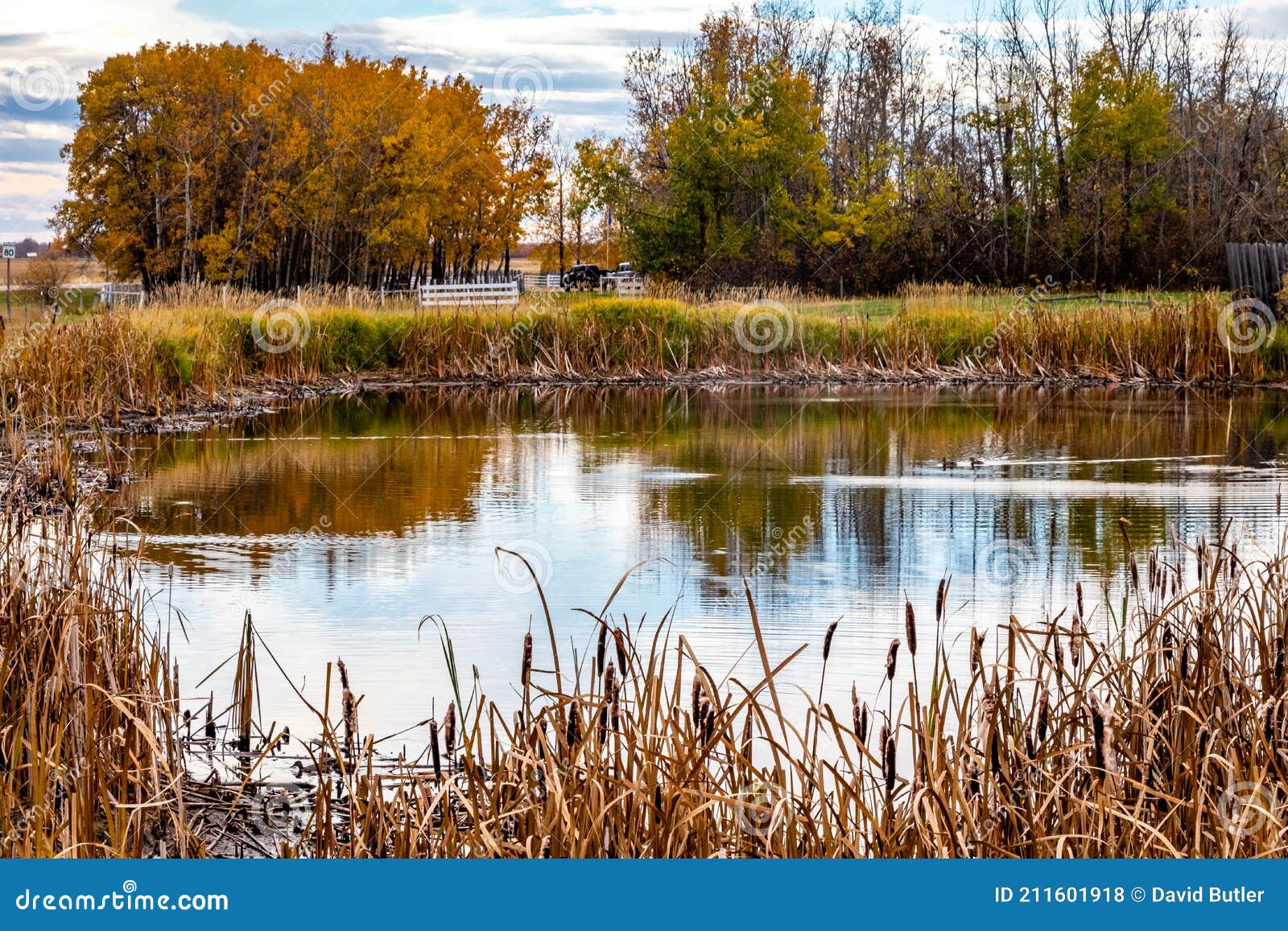 Fall Foliage is a Highlight on a Drive through the County. Red Deer ...