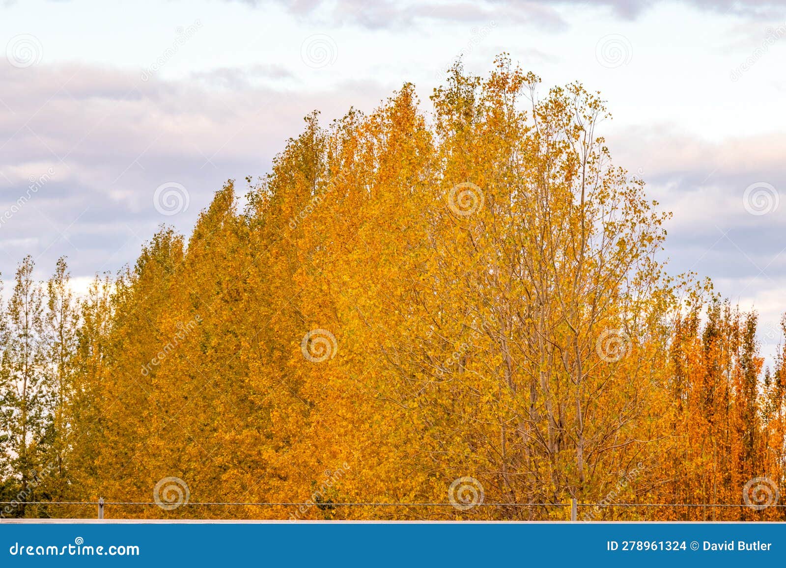 Fall Foliage is a Highlight on a Drive through the County. Red Deer ...