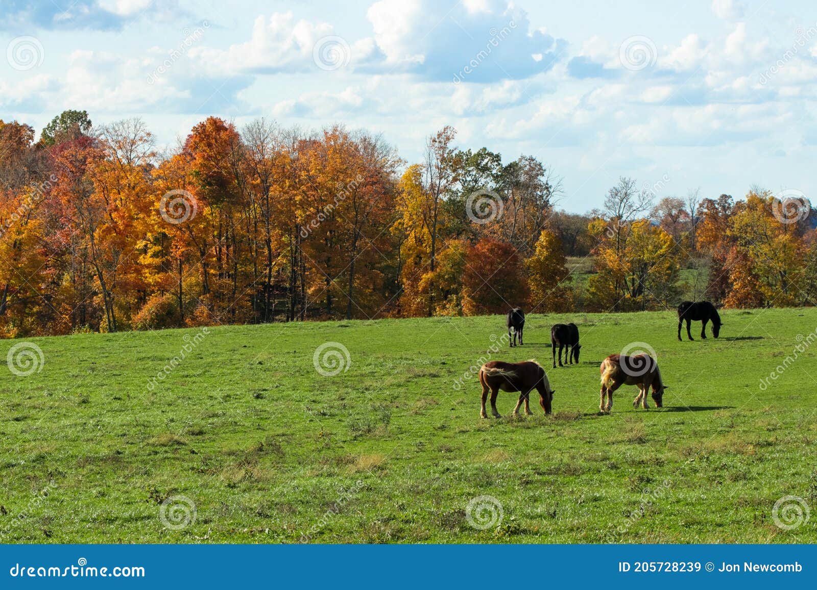 Fall foliage stock image. Image of green, orange, reds - 205728239