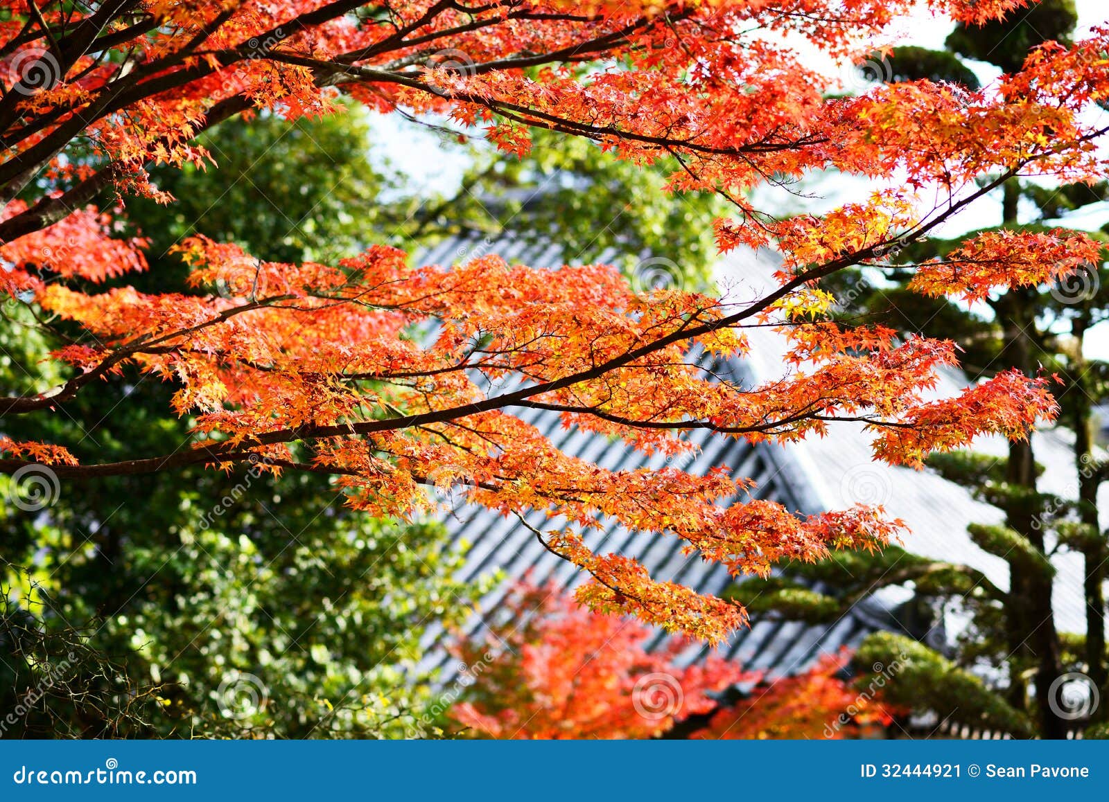 Fall Foliage of Japan stock image. Image of grounds, japanese - 32444921