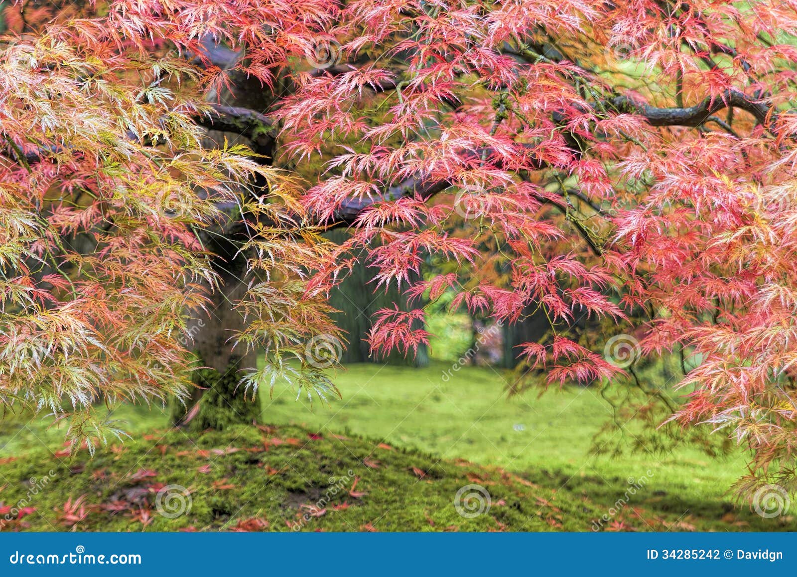 Fall Foliage of Japanese Maple Tree Stock Photo - Image of plant ...