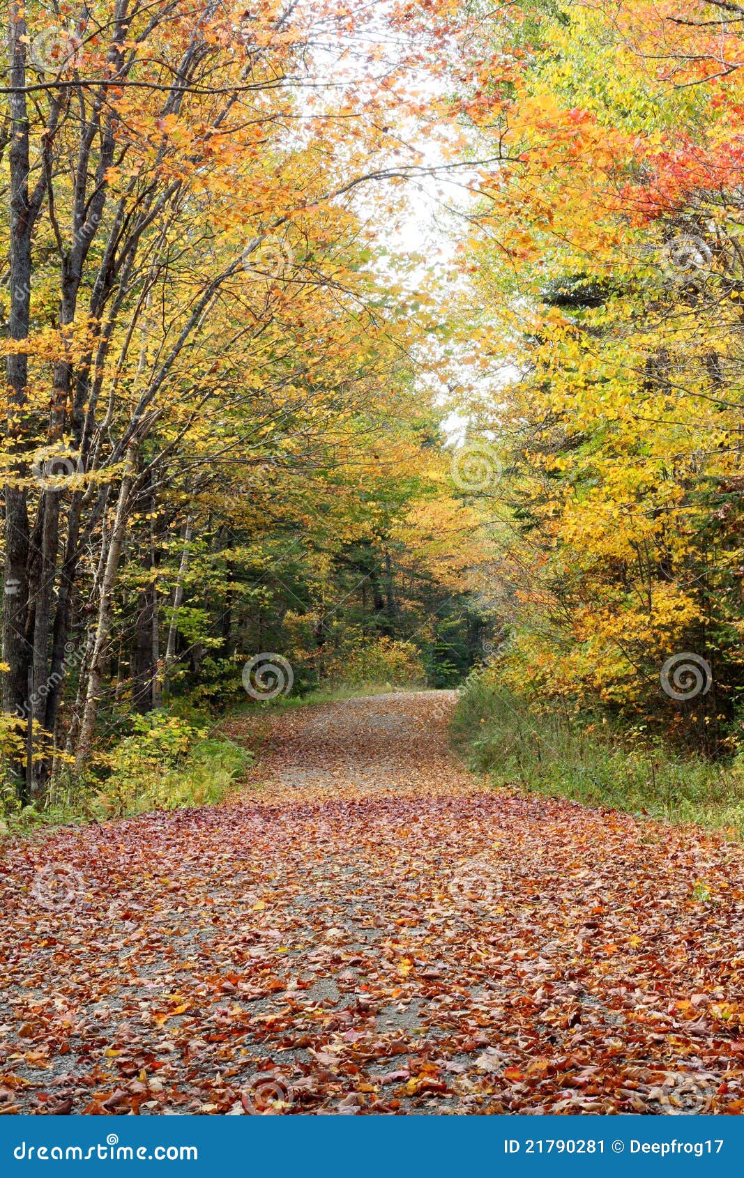 Fall Foliage Leaves on Dirt Road Stock Image - Image of color, path ...