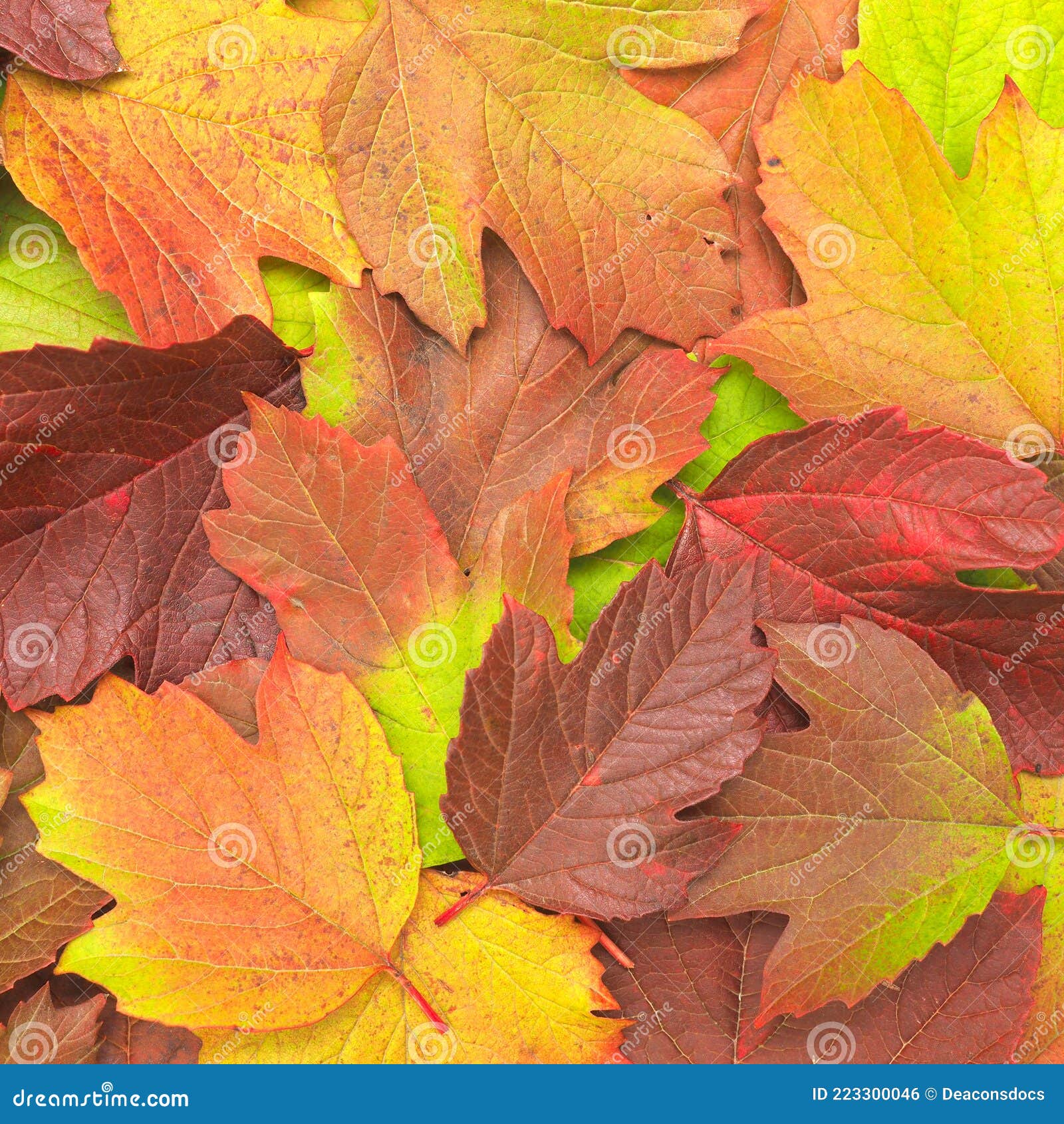 Fall Foliage in the Fall. Leaves of a Plant of Different Colors Stock ...