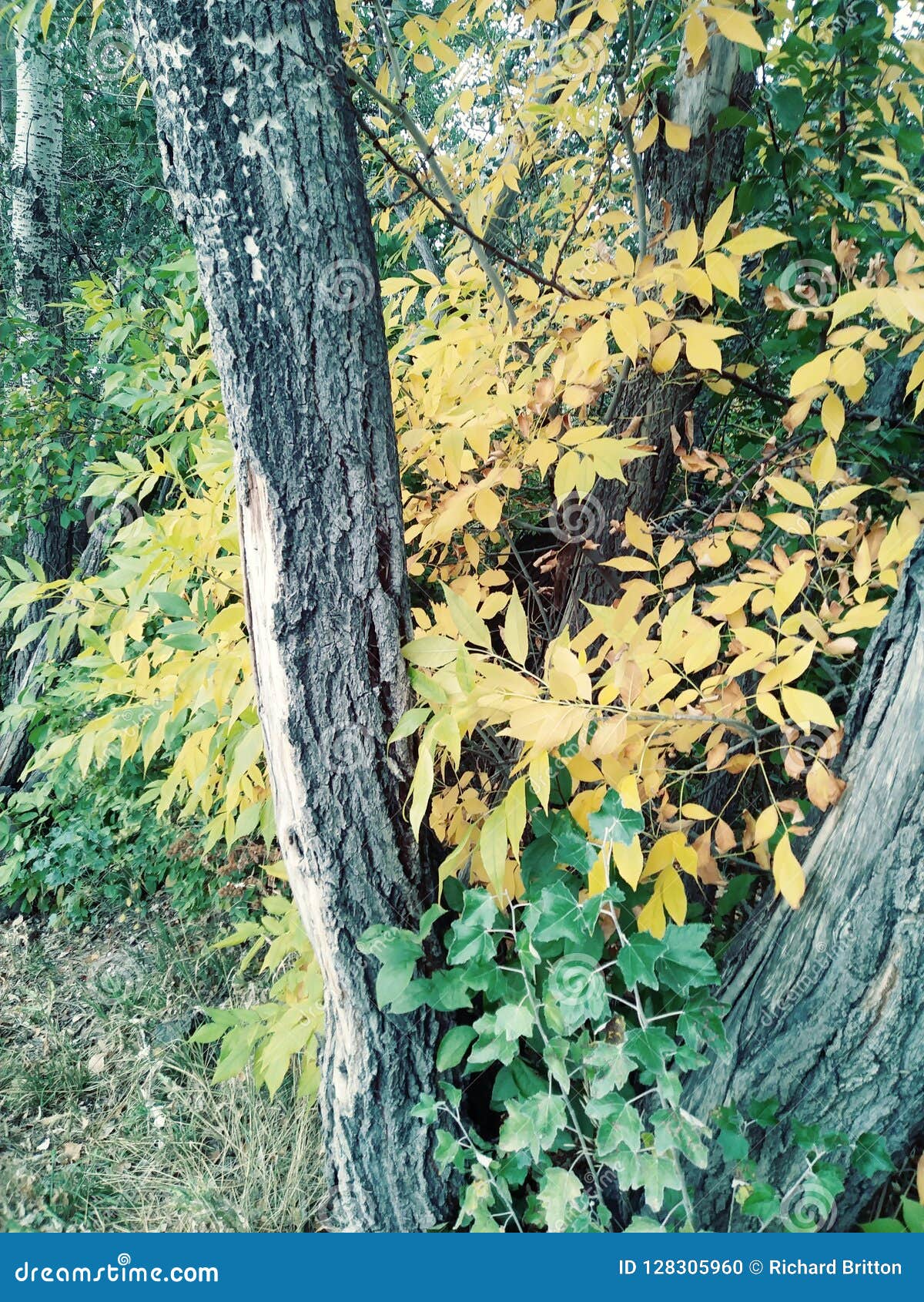 Fall foliage stock photo. Image of fall, turning, color - 128305960