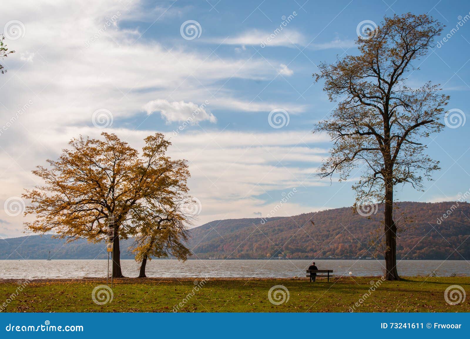 Fall Foliage Lone Tree at River Front Stock Image - Image of fall ...
