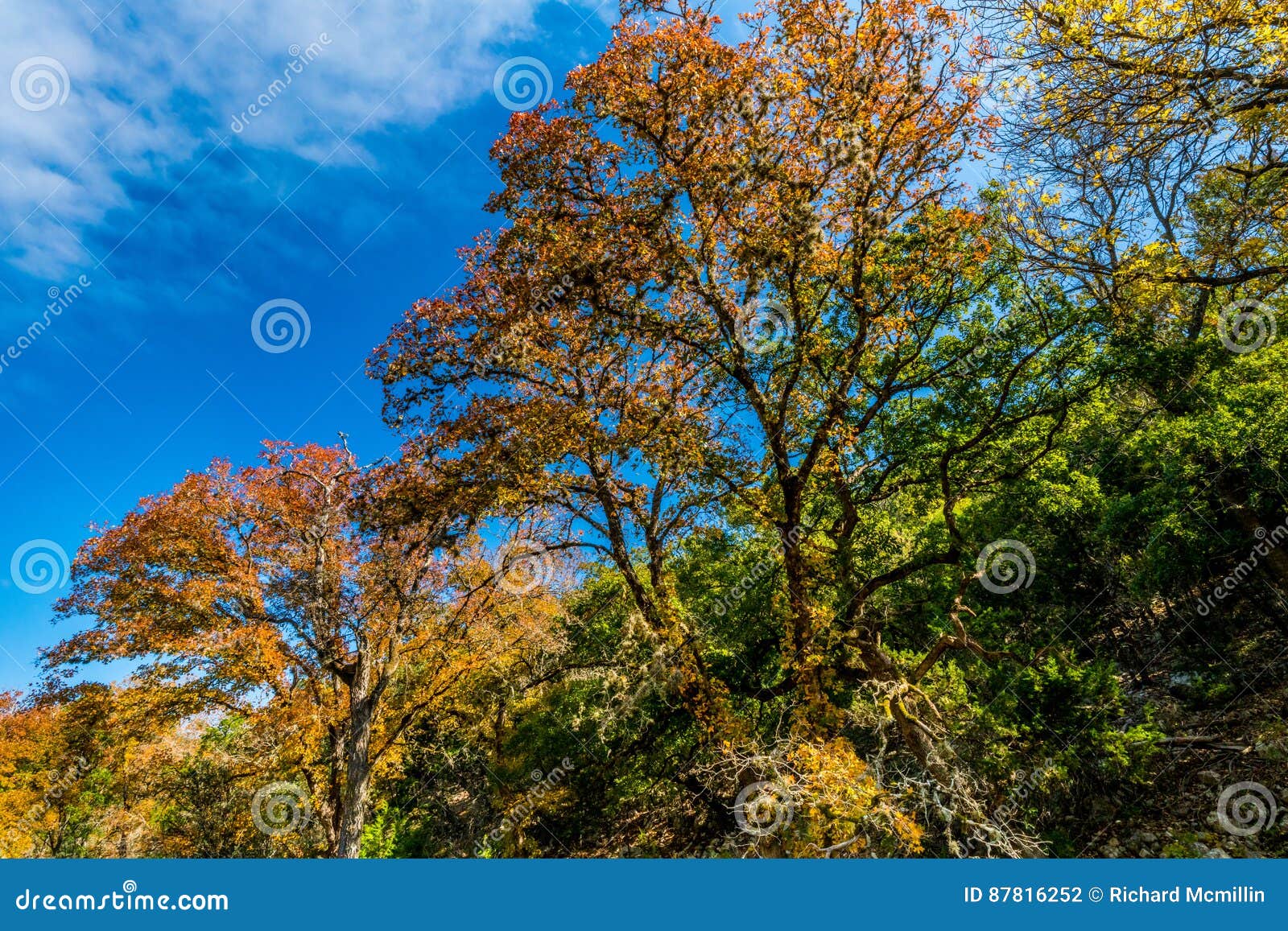 Fall Foliage at Lost Maples State Park in Texas. Stock Photo - Image of ...