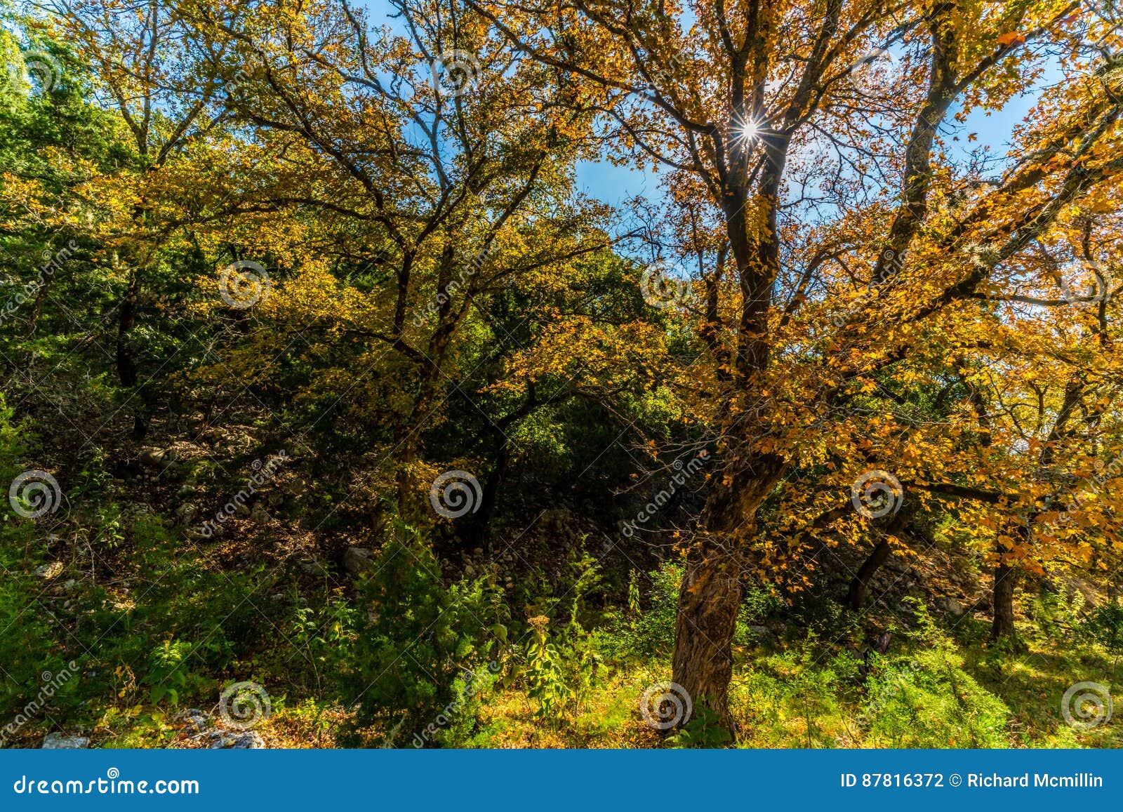 Fall Foliage at Lost Maples State Park in Texas. Stock Photo - Image of ...