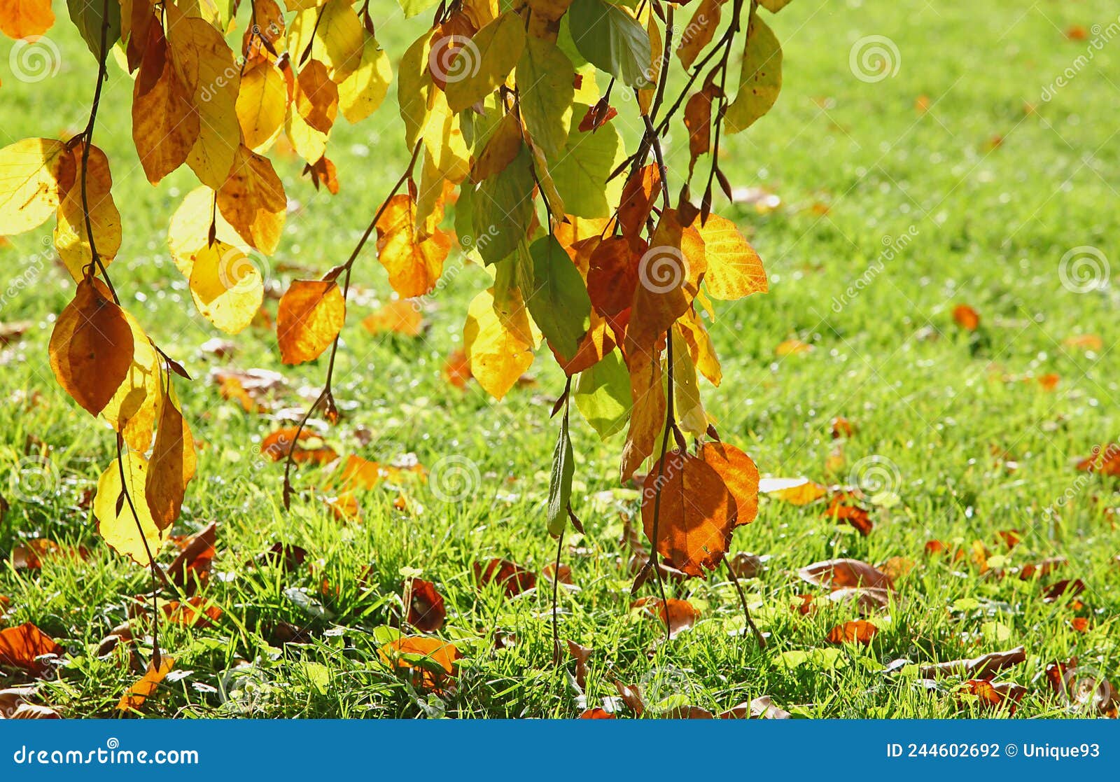Fall Foliage from the Lower Branches of a Tree Stock Photo - Image of ...