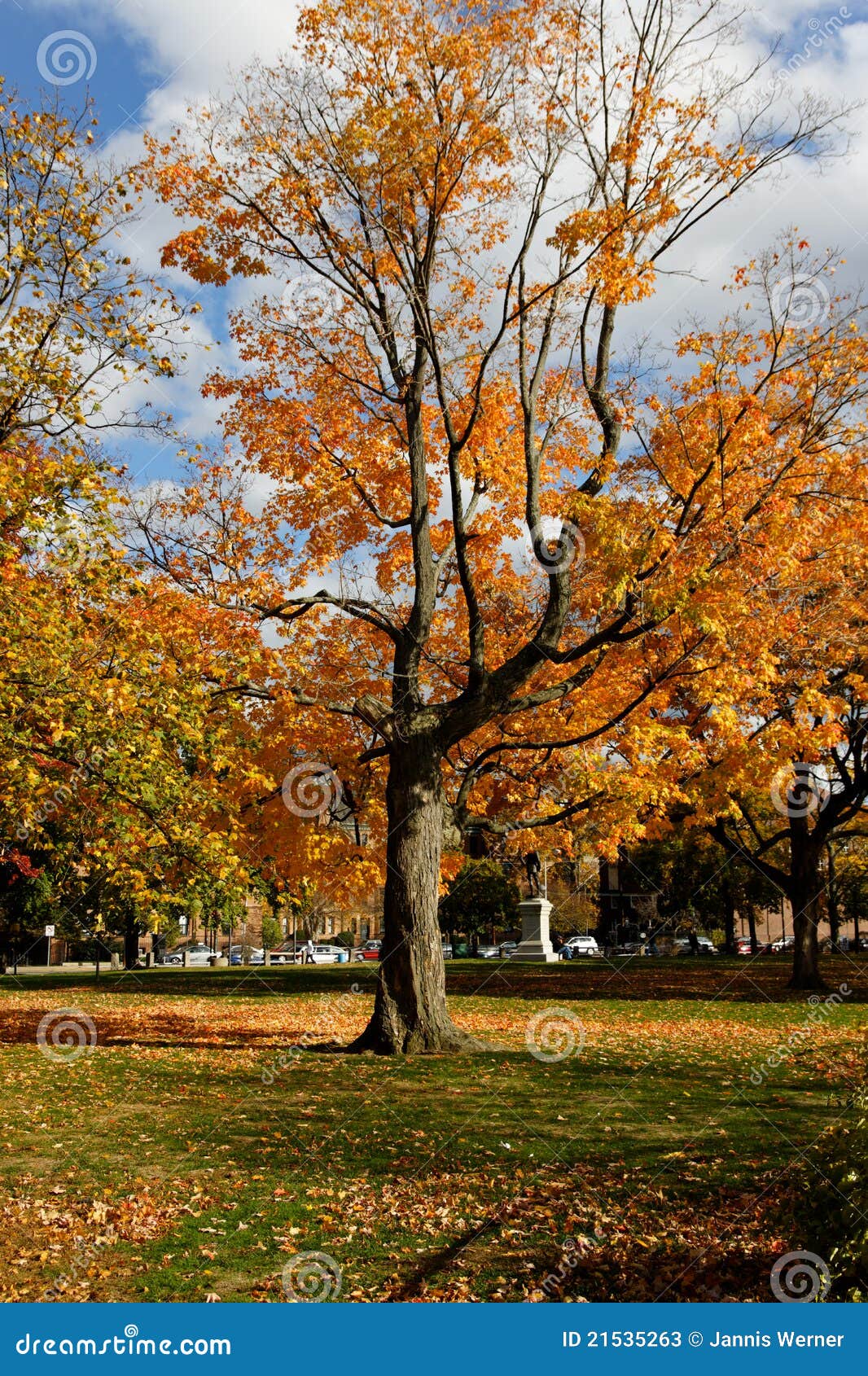 Fall Foliage on a Maple Tree in Indian Summer Stock Image - Image of ...