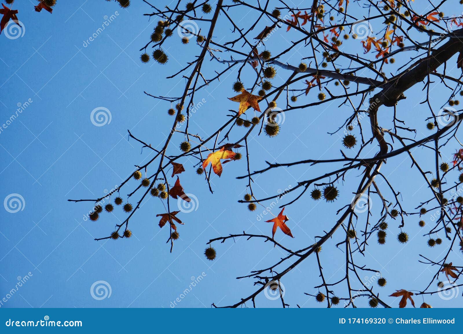 Fall Foliage - Maple Tree Silhouette Stock Photo - Image of maple ...