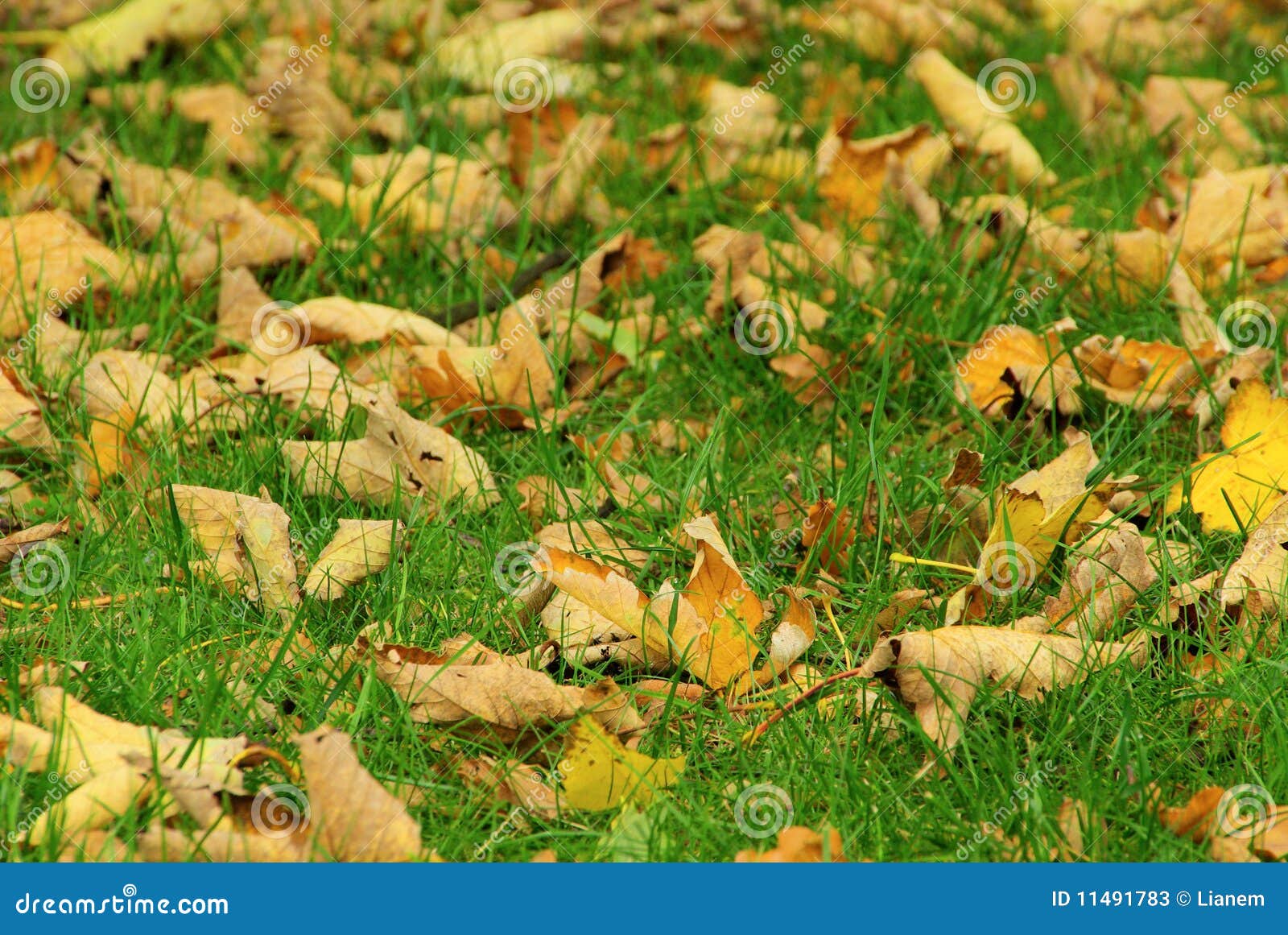 Fall foliage on meadow stock image. Image of park, fall - 11491783