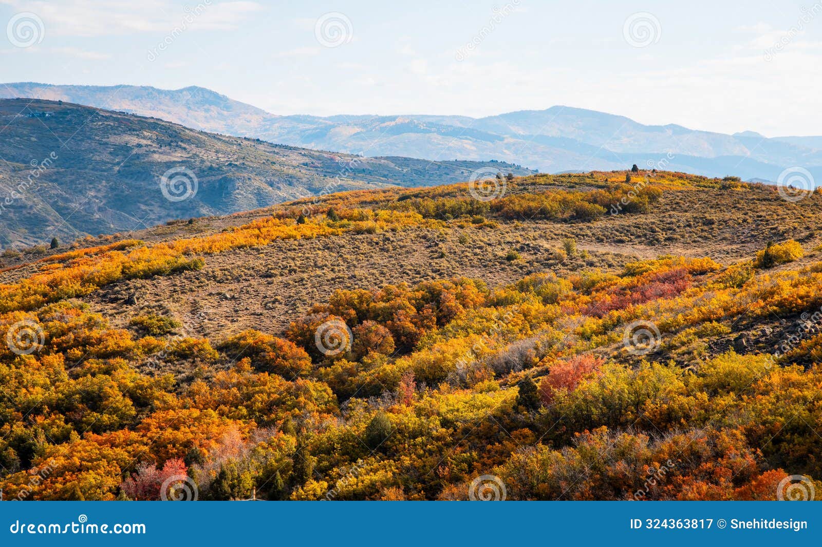 Fall Foliage on Mountain Slopes in Uinta Wasatch Cache National Forest ...