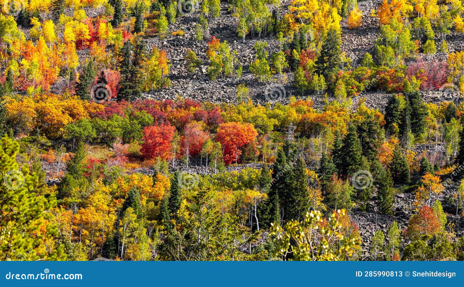 Fall Foliage on the Mountains of Wasatch Cache National Forest, Utah ...