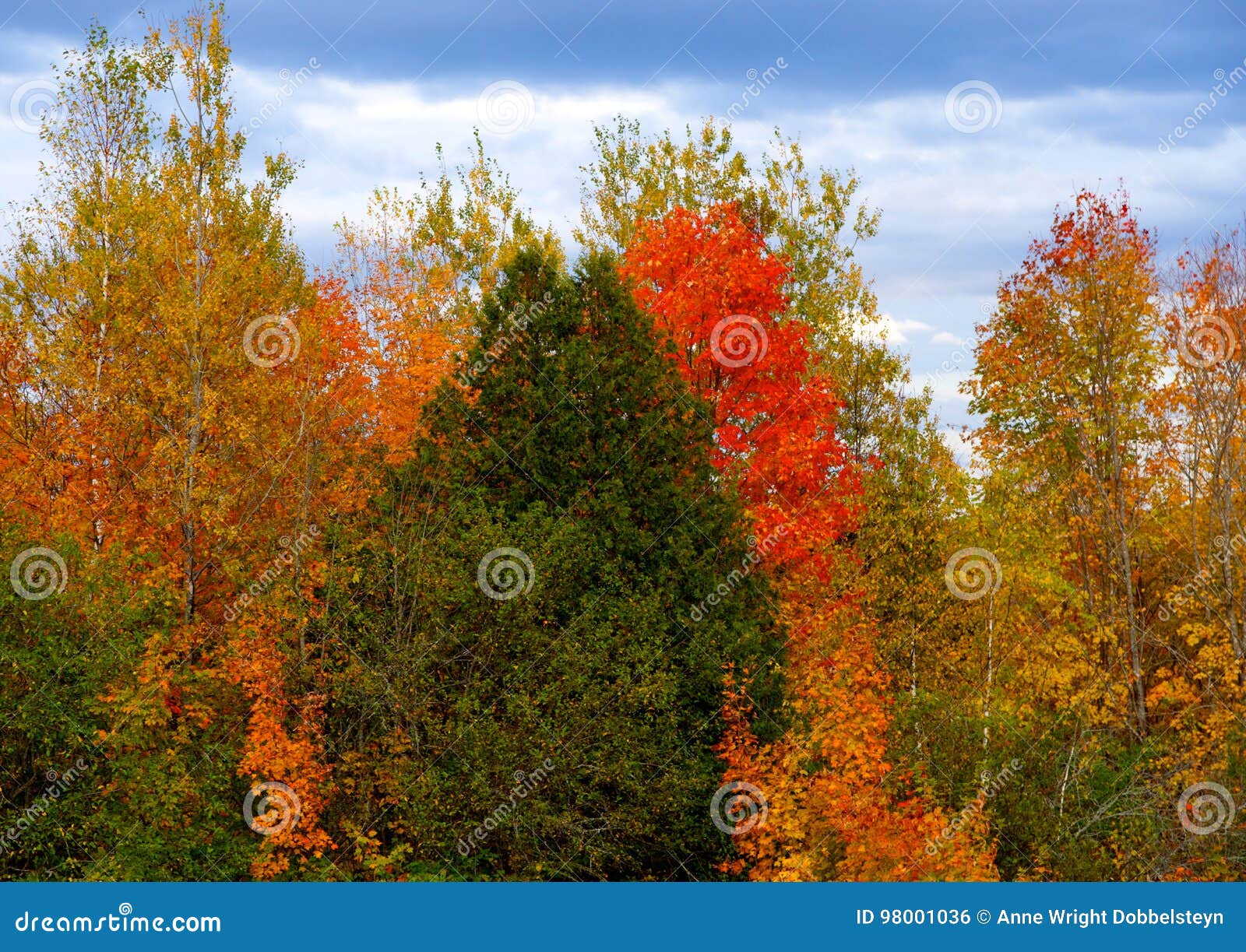 Fall Foliage in New Brunswick, Canada Stock Photo - Image of colourful ...