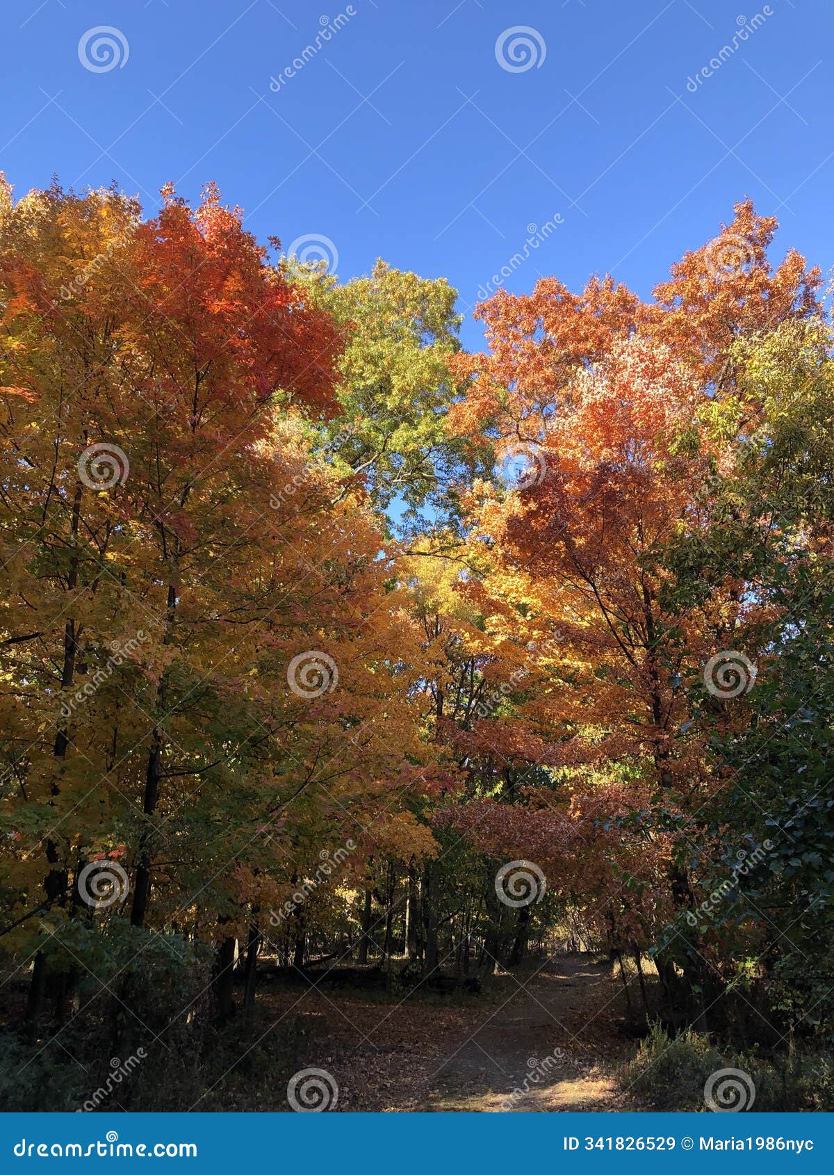 Fall Foliage in October at Palisades Interstate Park in New Jersey ...