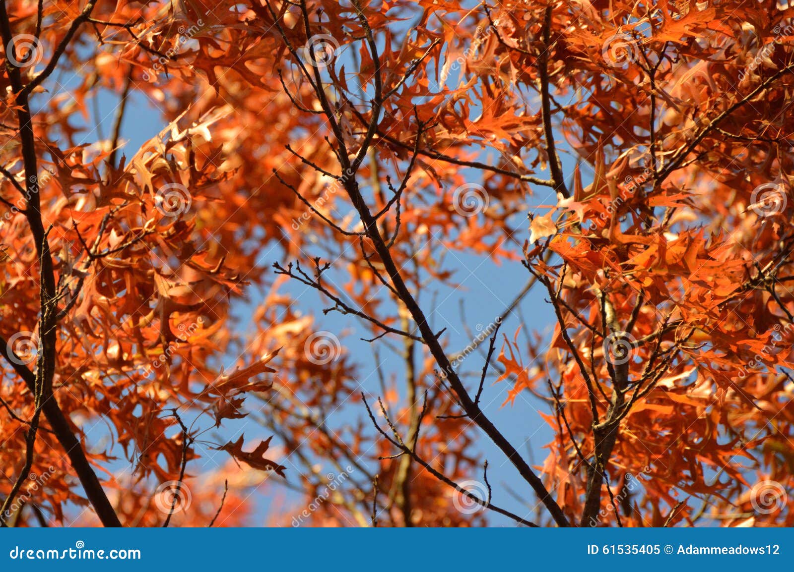 Orange foliage in treetops stock image. Image of fall - 61535405