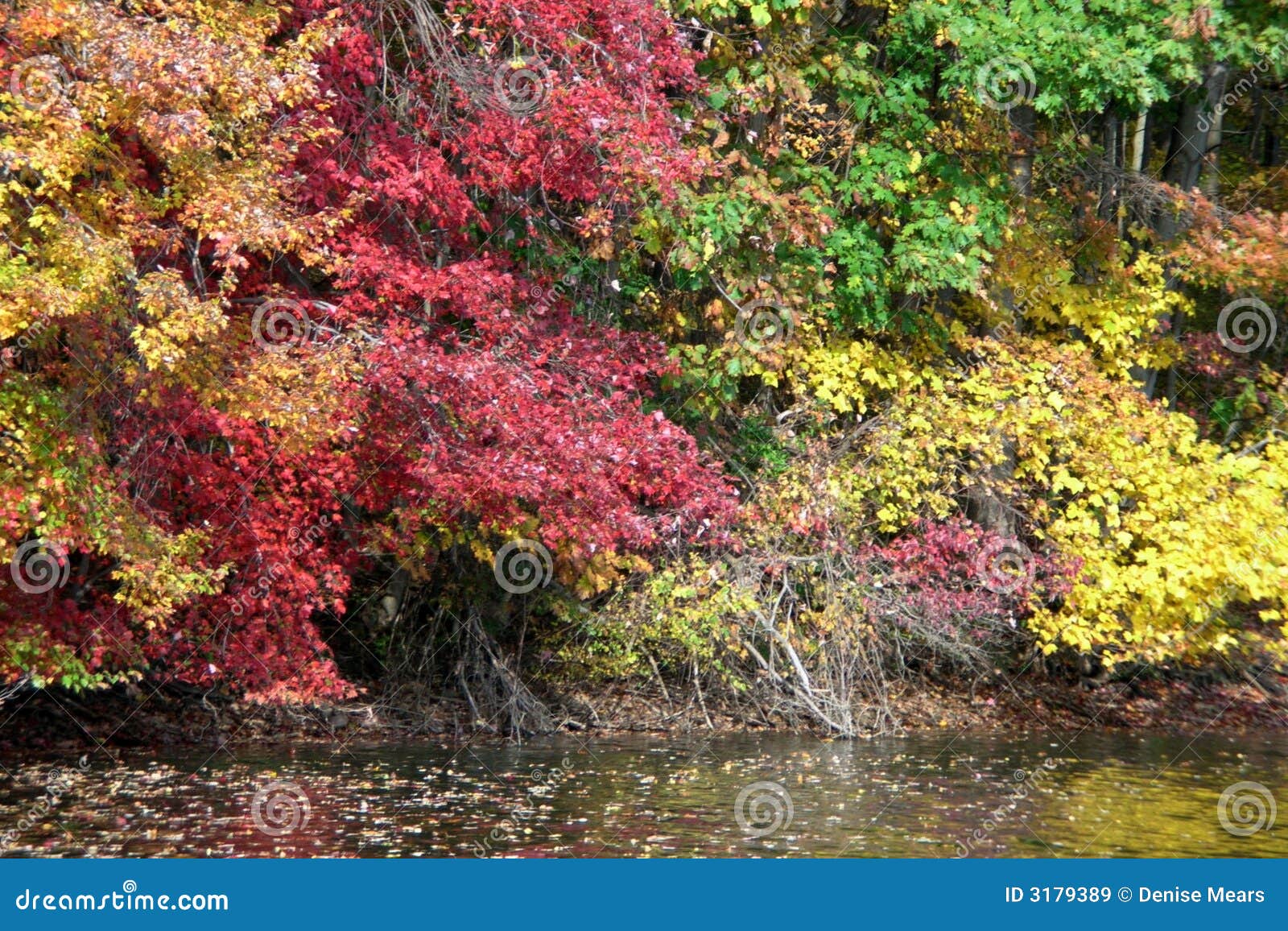 Fall Foliage Over the Water Stock Image - Image of leaf, lake: 3179389