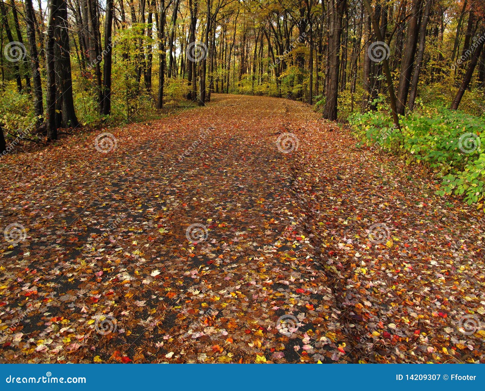 Fall Foliage and Path stock image. Image of lane, fall - 14209307