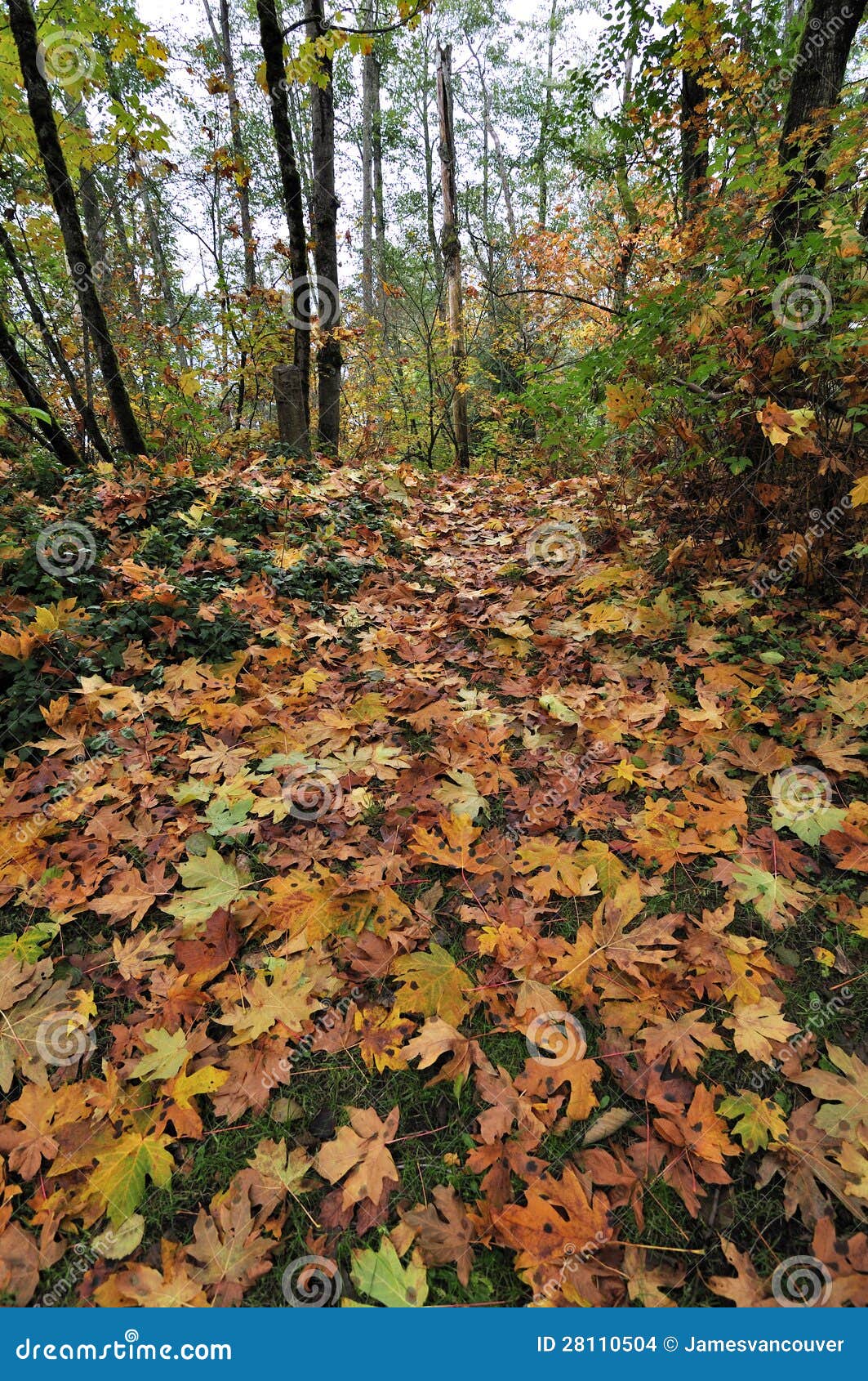 Fall foliage on the path stock photo. Image of recreation - 28110504