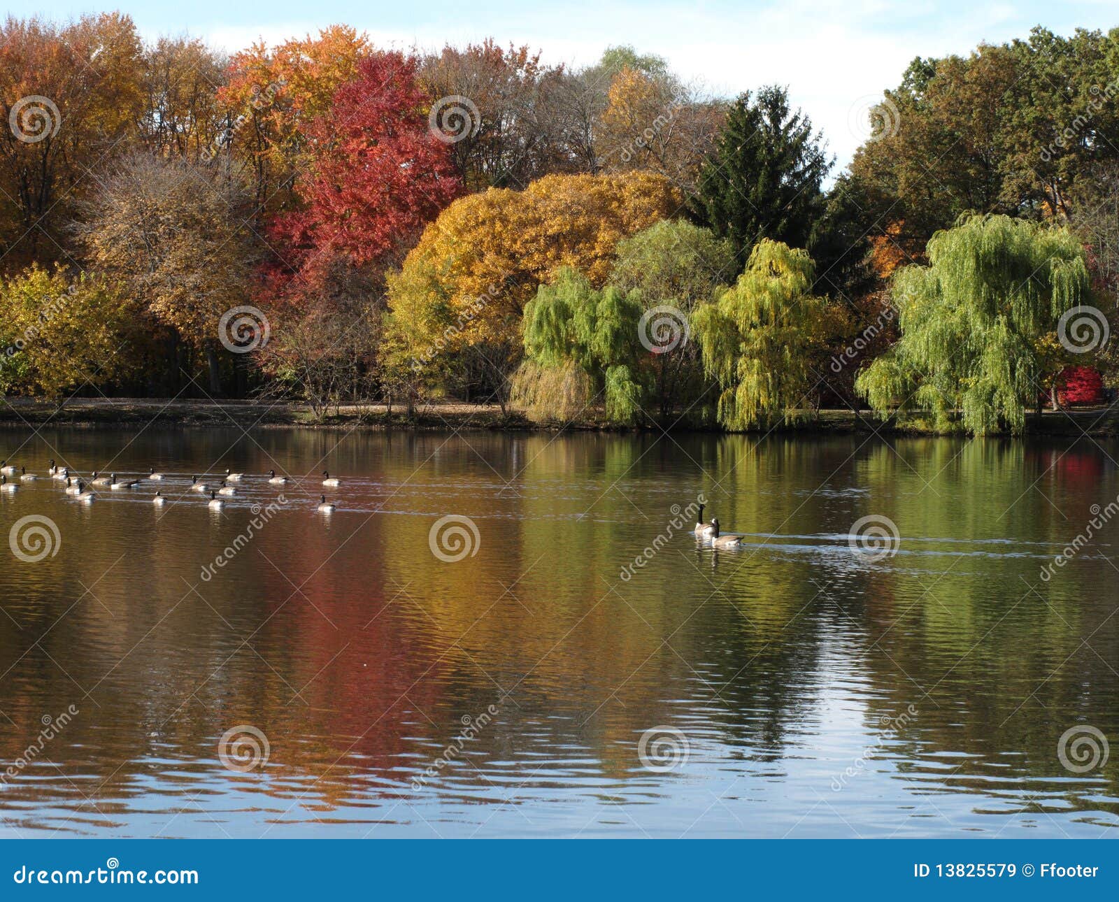 Fall Foliage and Pond stock image. Image of birds, canadian - 13825579