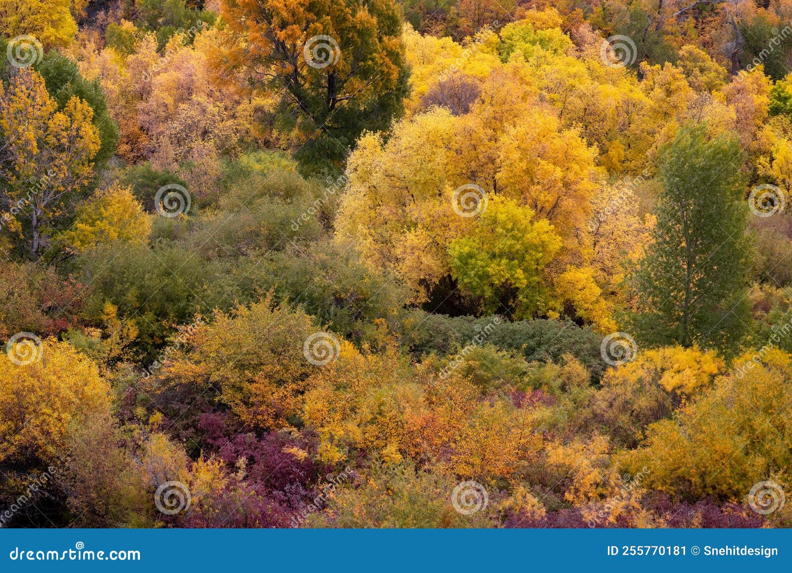 Fall Foliage at Provo Canyon in Utah Stock Image - Image of nature ...