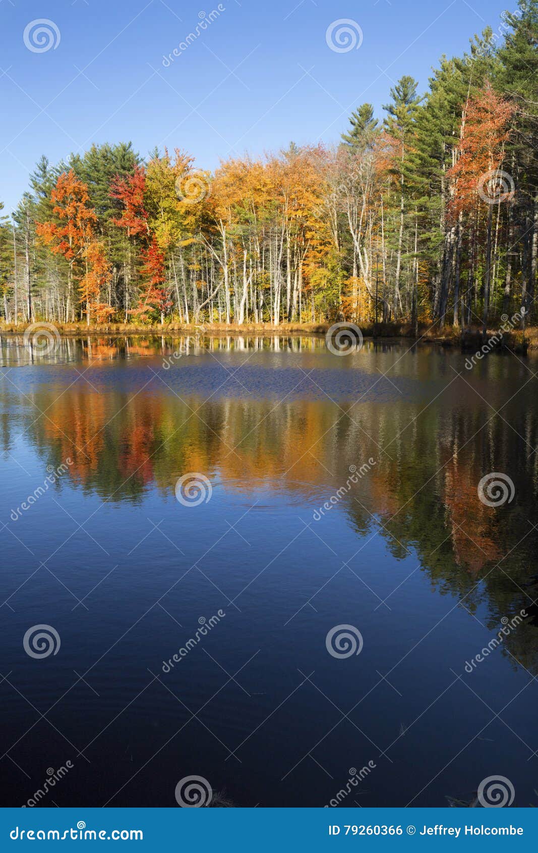 Fall Foliage Reflected in Water at Quincy Bog. Stock Photo - Image of ...