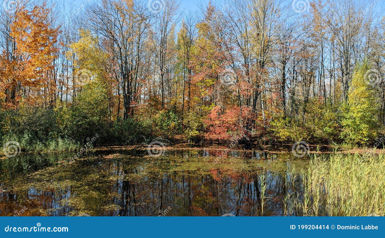 Fall Foliage Reflection with Reflection Stock Photo - Image of wuebec ...
