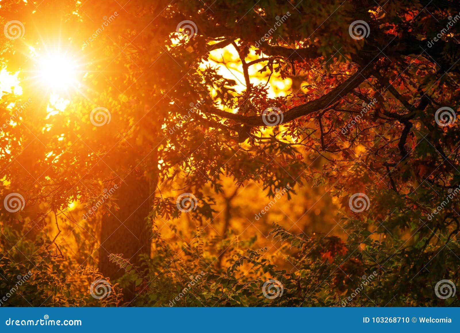 Fall Foliage and Sunset stock photo. Image of tree, leaf - 103268710